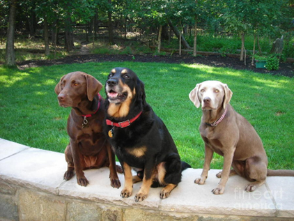 THREE DOGS – Chaplain Dave Online